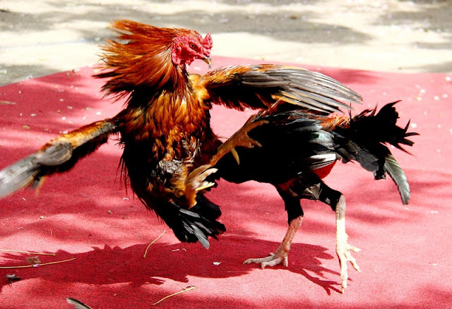 Chicken fight in Vietnam | Vietnam Travel Blog