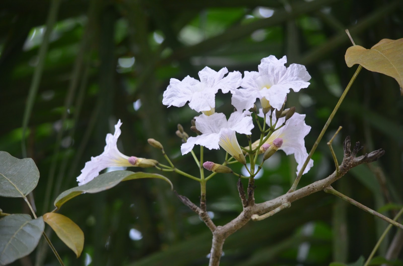 The Kambatik Park, Bintulu.: Flowering at the park - Poui tree