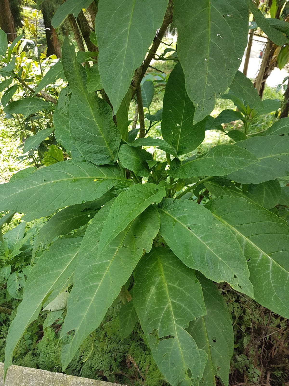 ki-jaana-main-kaun: The flora of Sikkim