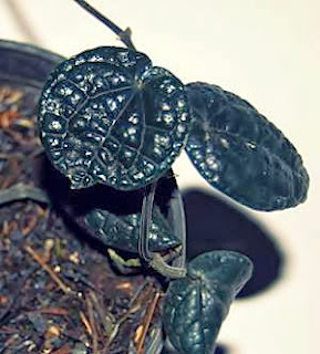 Si Mistis Daun Sirih Hitam