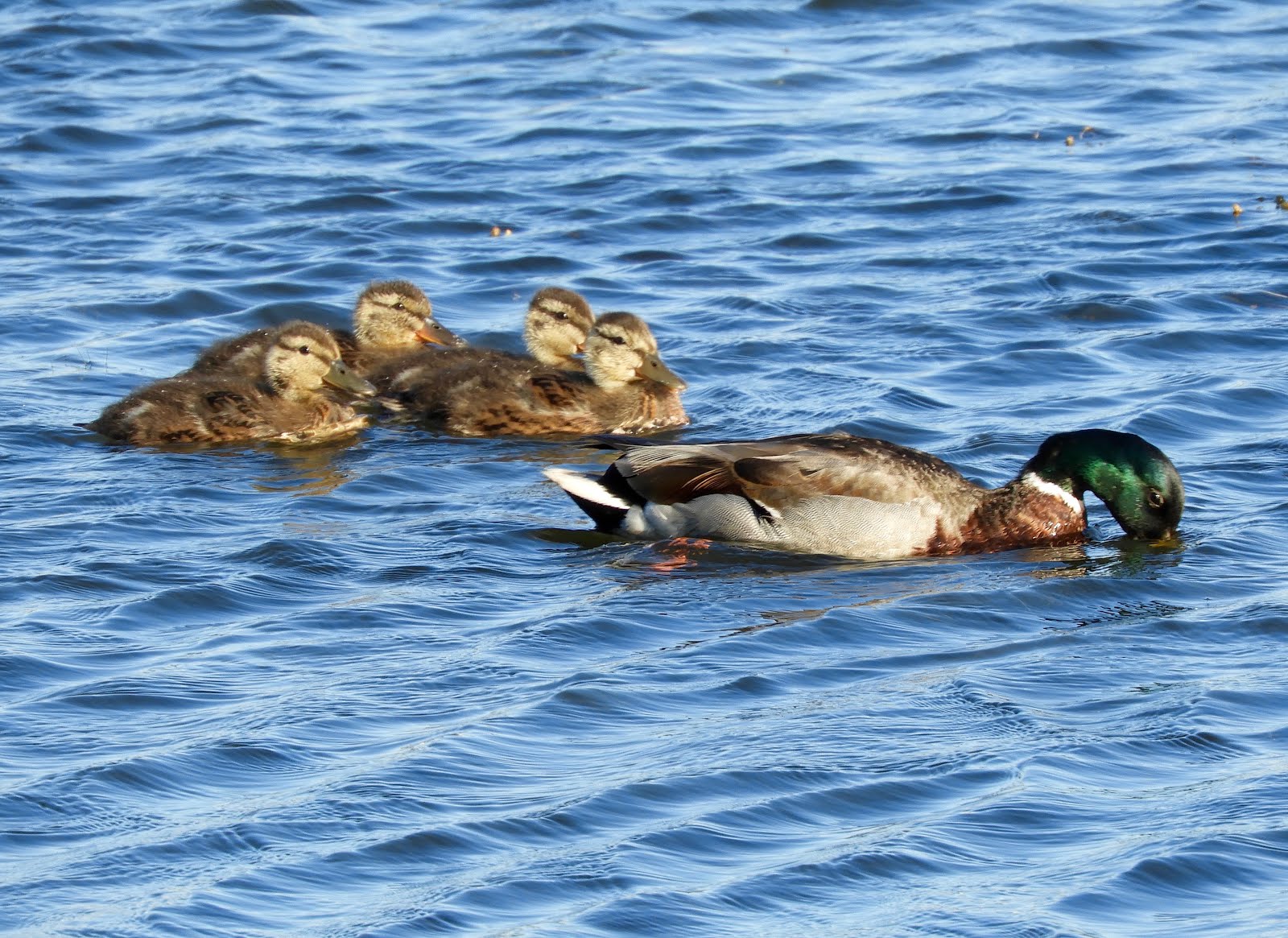 It's All About Purple: Ducklings And Other Things