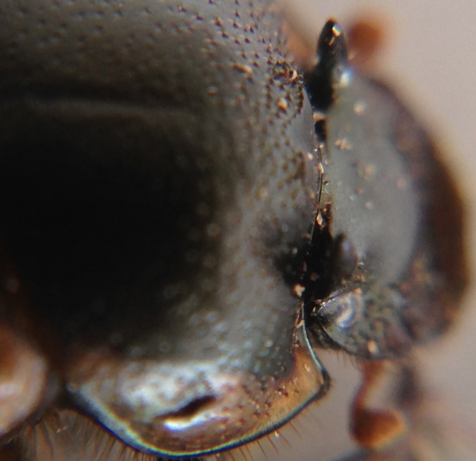 虫頭: ガゼラエンマコガネ（Digitonthophagus gazella）Gazelle Scarab