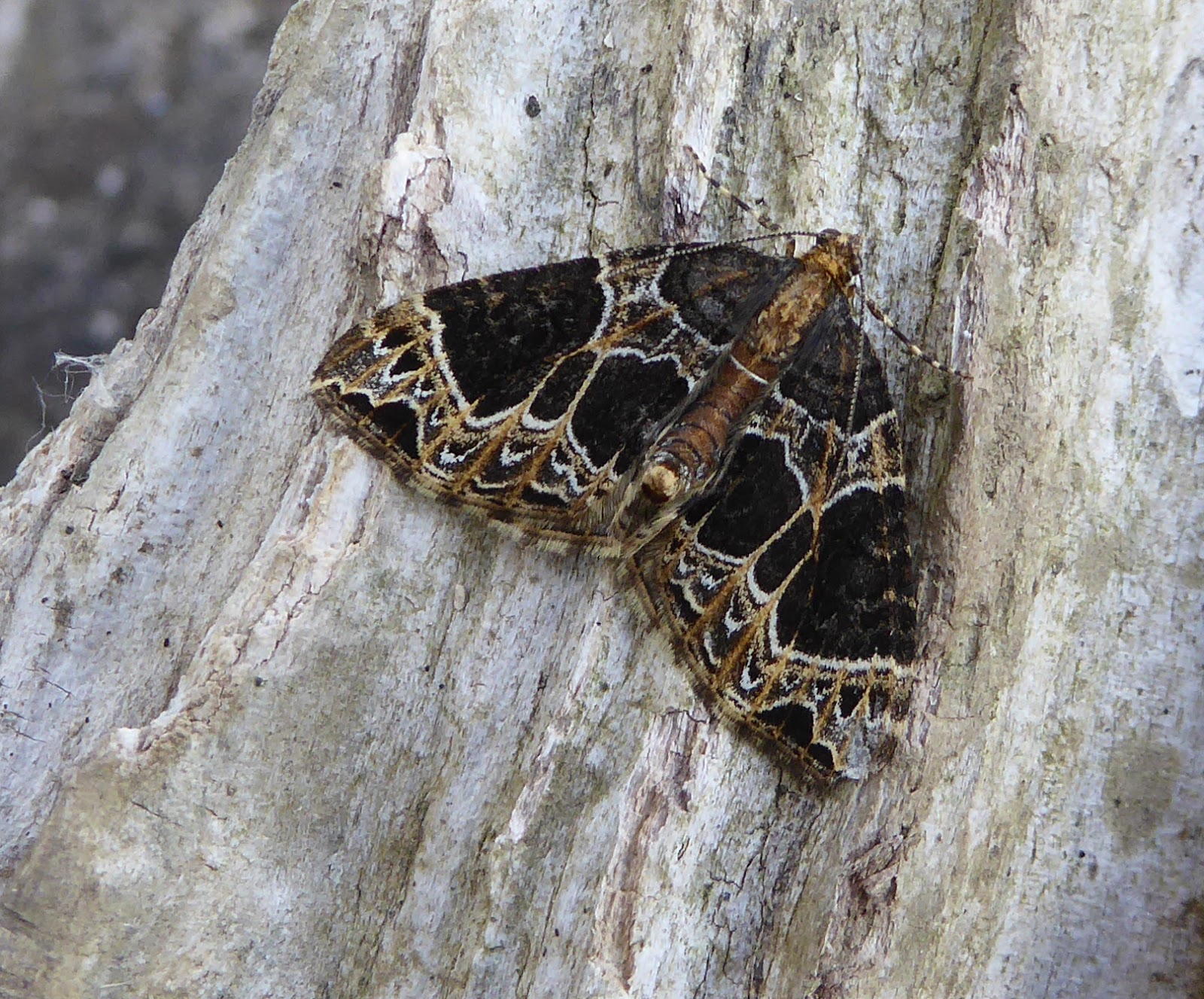 Julia Garner : Spectacular and fluffy summer moths....