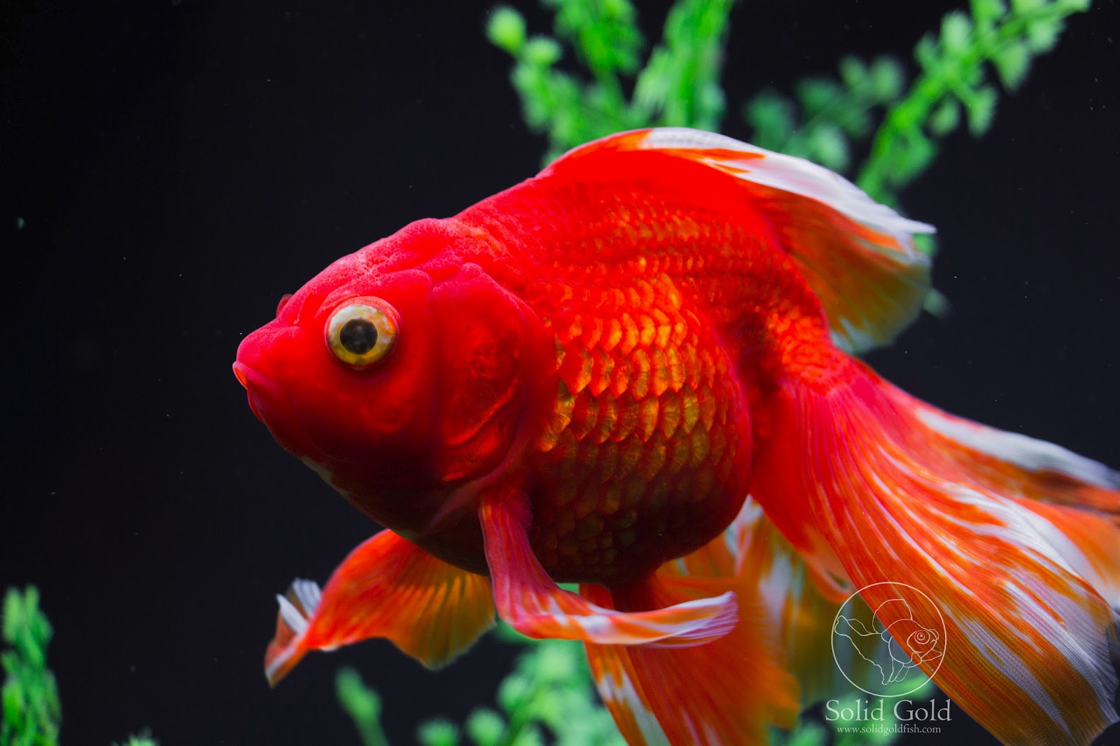 Red & Yellow Goldfish | Fish pet, Goldfish, Fish