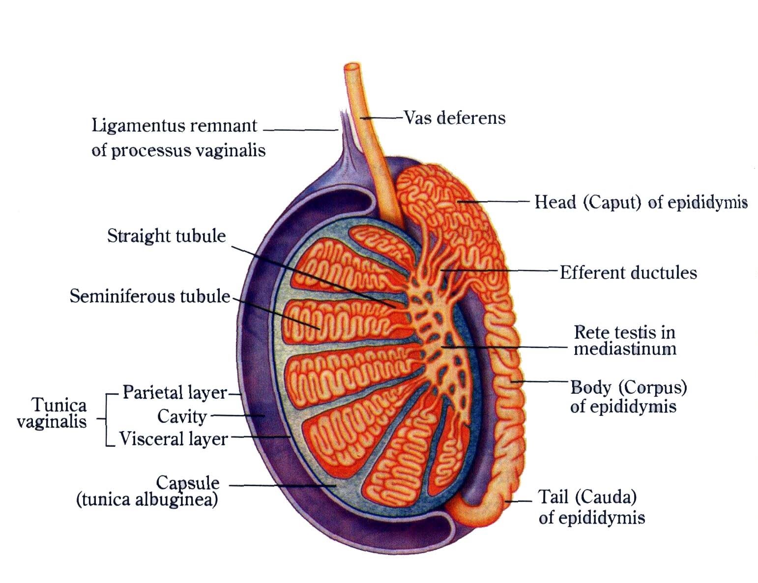 Pengertian Struktur Dan Fungsi Organ Reproduksi Pada Pria – Pelajaran ...
