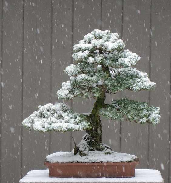 60 My Favorite Beautiful list of Trees for Bonsai [pics] - Our World Stuff