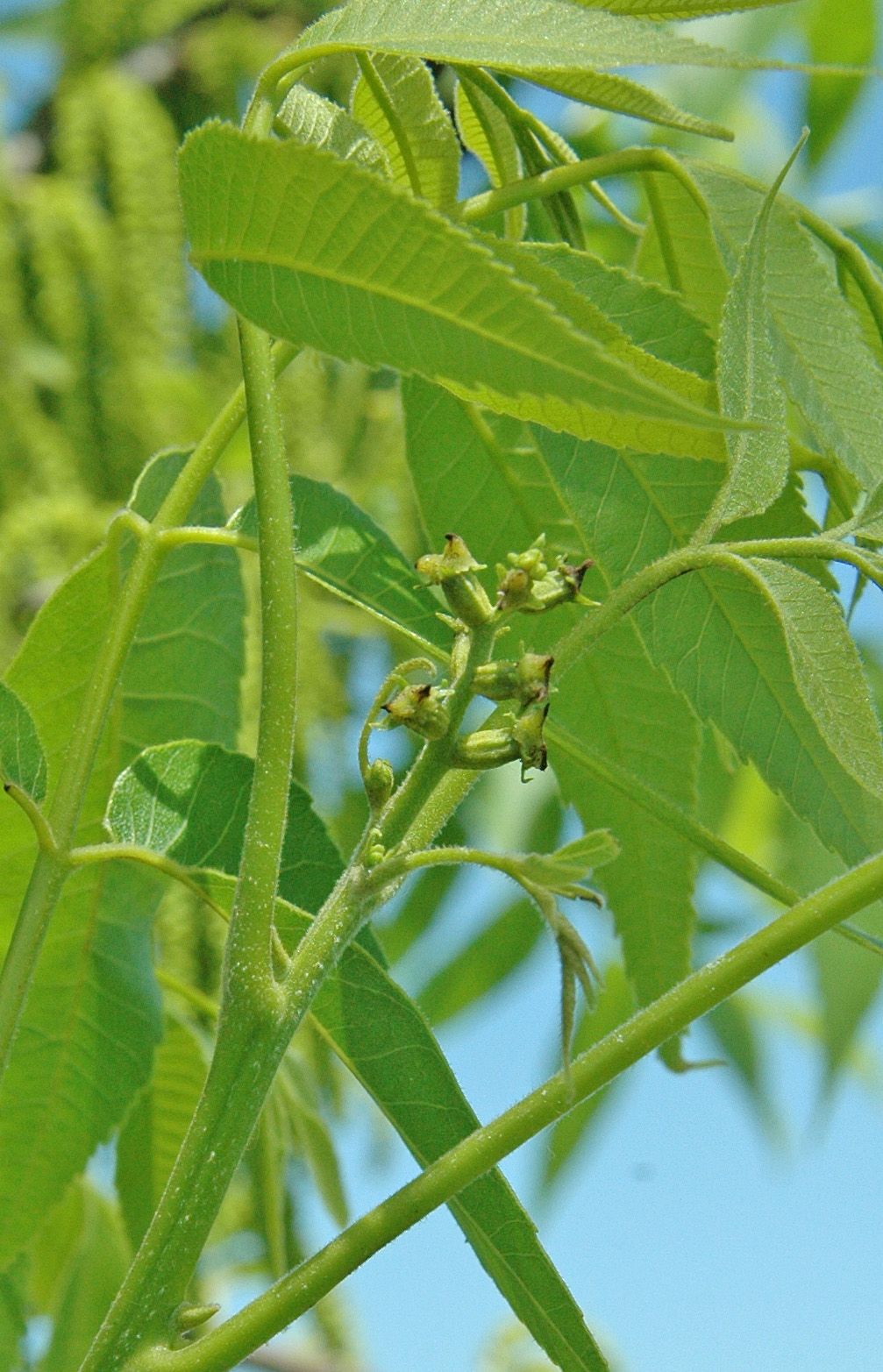Northern Pecans: Pecan pollination half-way complete