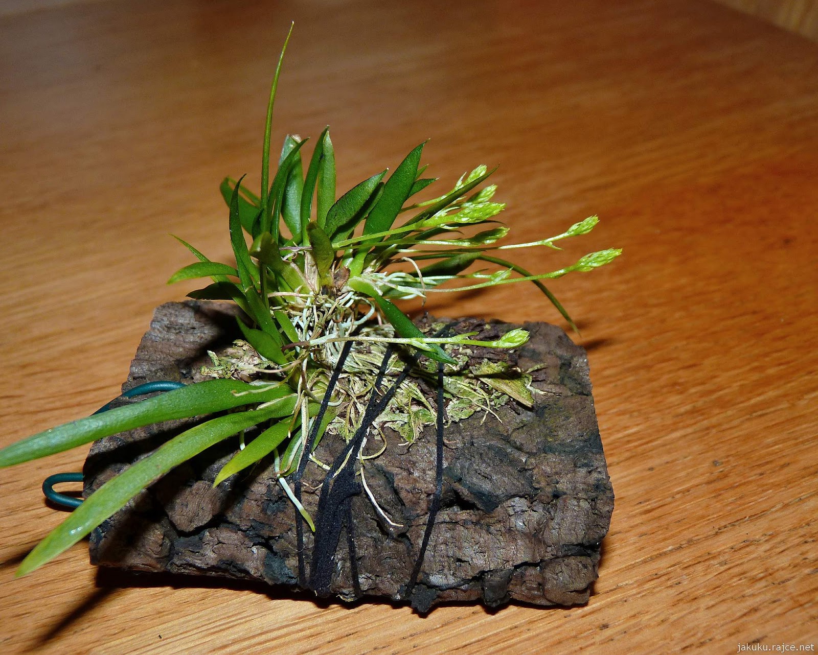 Macroclinium manabinum care and culture | Travaldo's blog