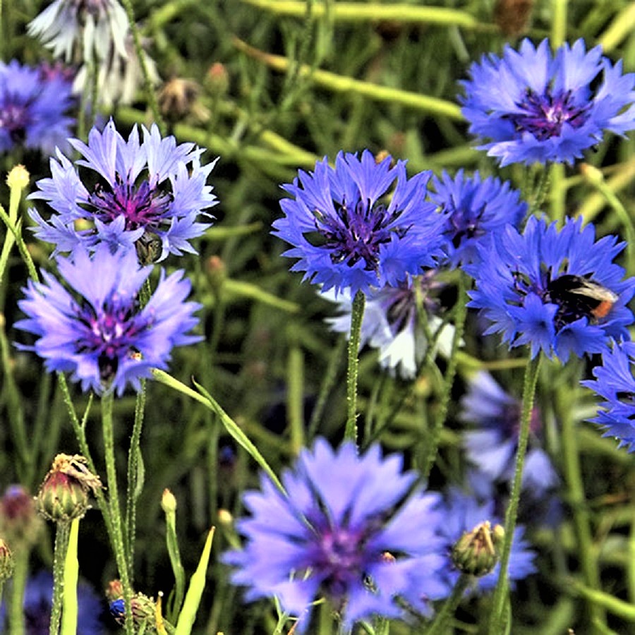 Plants & Gardens in Colonial & Early America: Plants in Early American ...