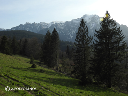 Paraísos del mundo: Observación de osos en los Cárpatos rumanos