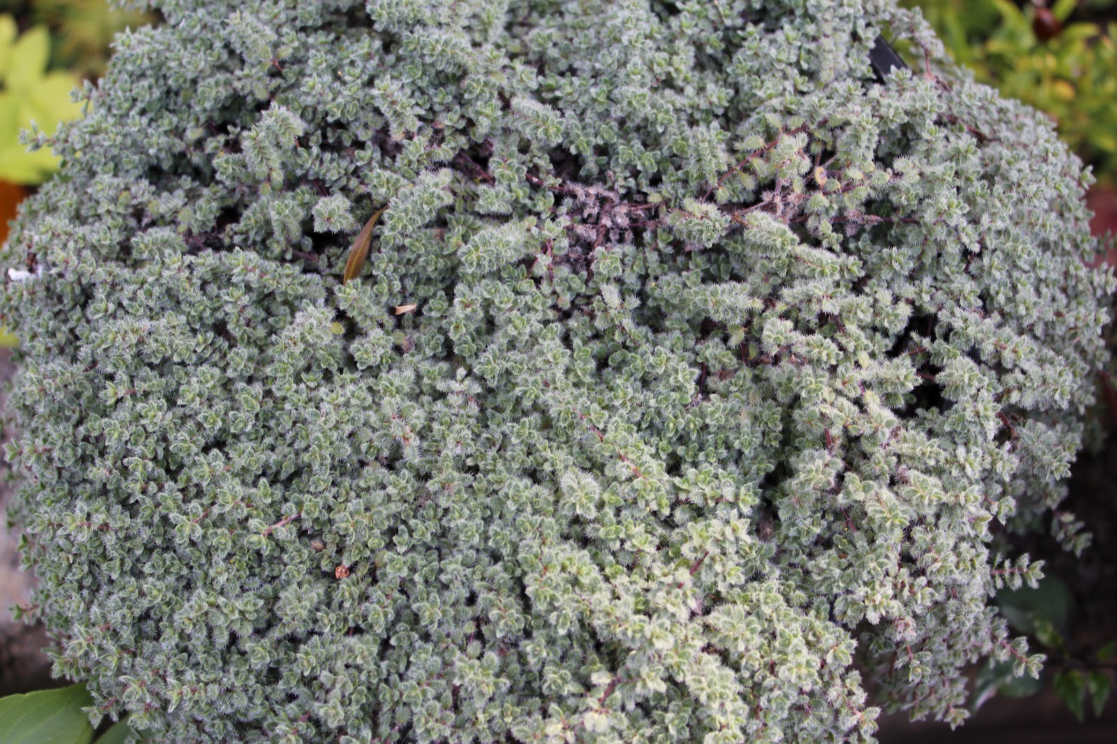 Florez Nursery: Woolly Thyme, Thymus pseudolanuginosus