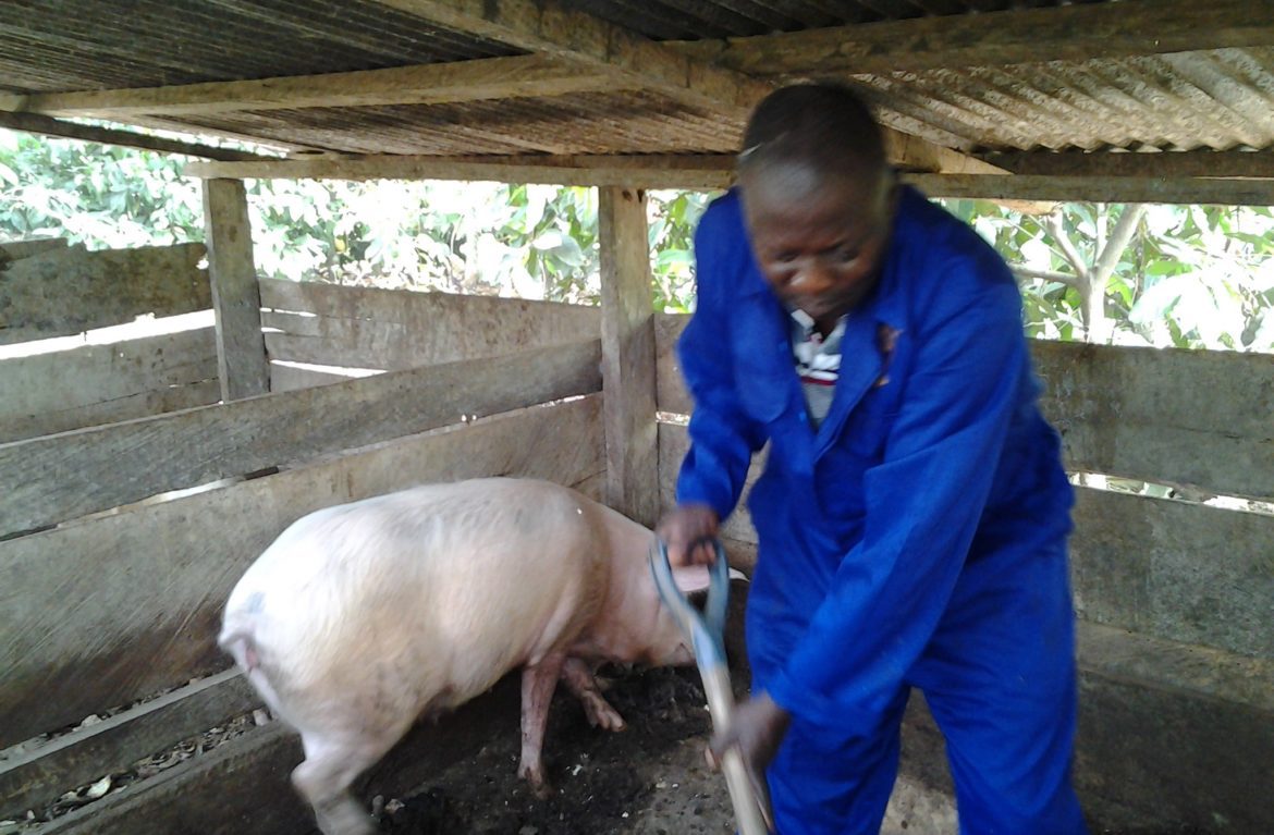 piggery business - philippin news collections