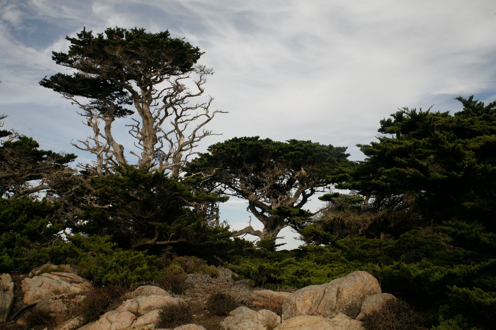 Tree Identification: Cupressus macrocarpa - Monterrey Cypress