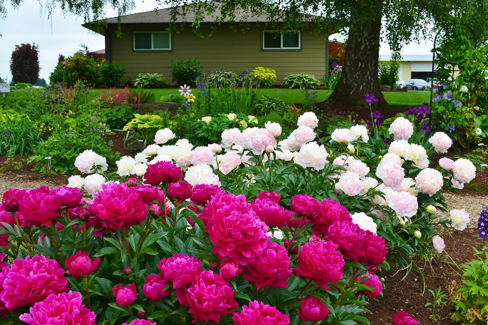 Linda Letters:: Aldeman Peony Garden