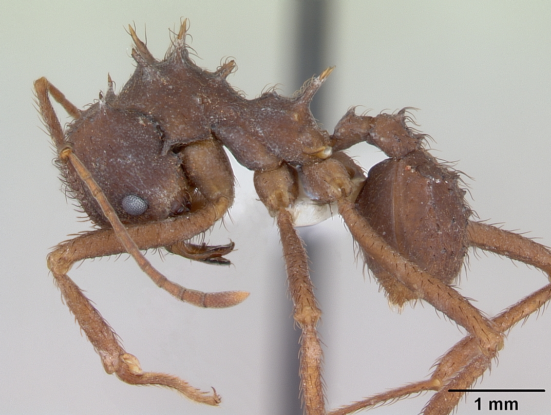 O Império Myrmex: Acromyrmex (pt)