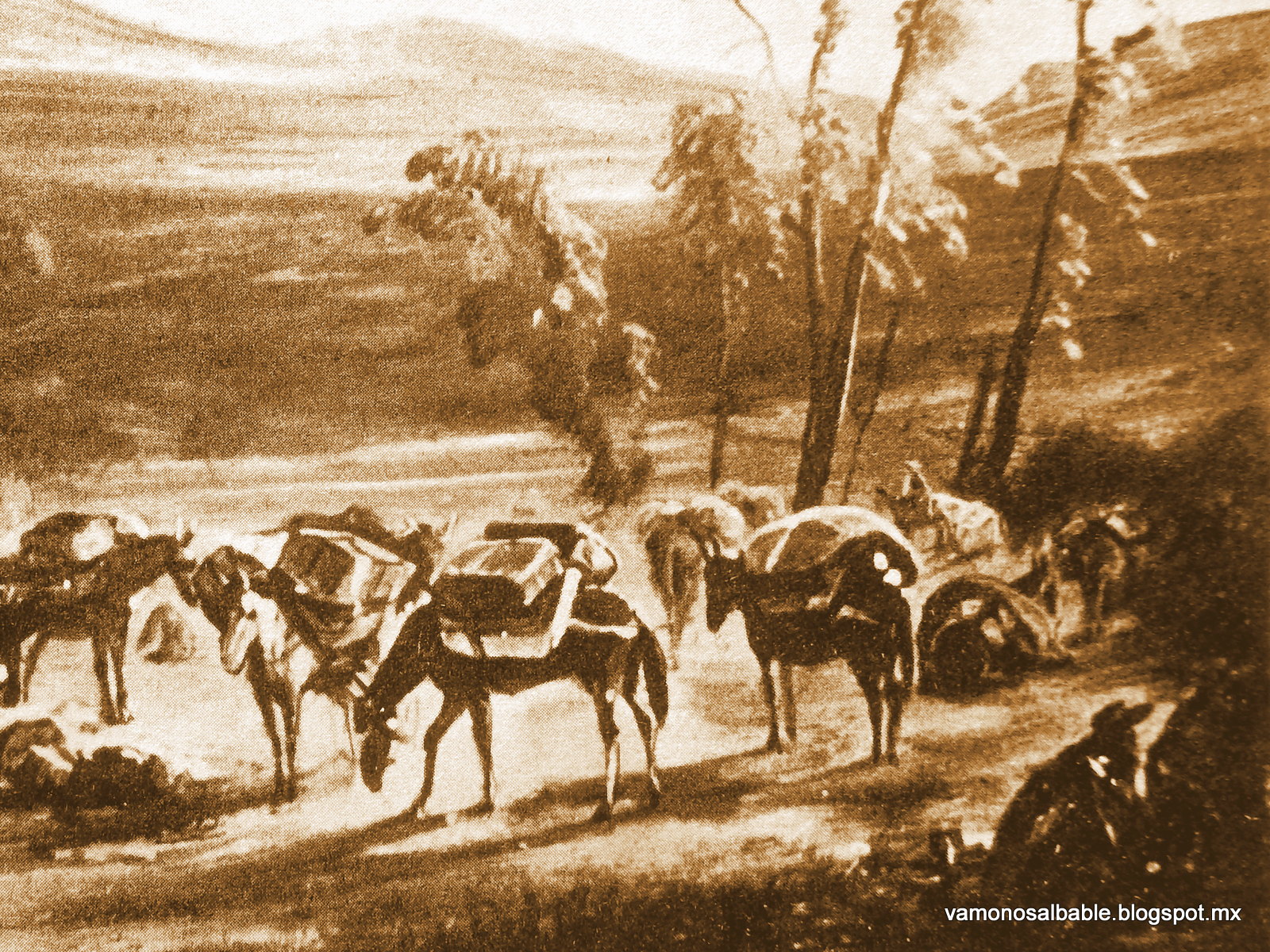 El Bable: De las mulas y su introducción a México