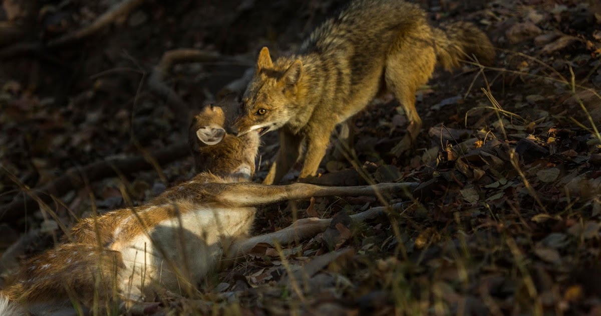 iCampers: Jungle Stories - Part 1 - Scavenger becomes Predator