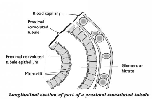 #110 Excretion and structure of Kidneys | Biology Notes for A level