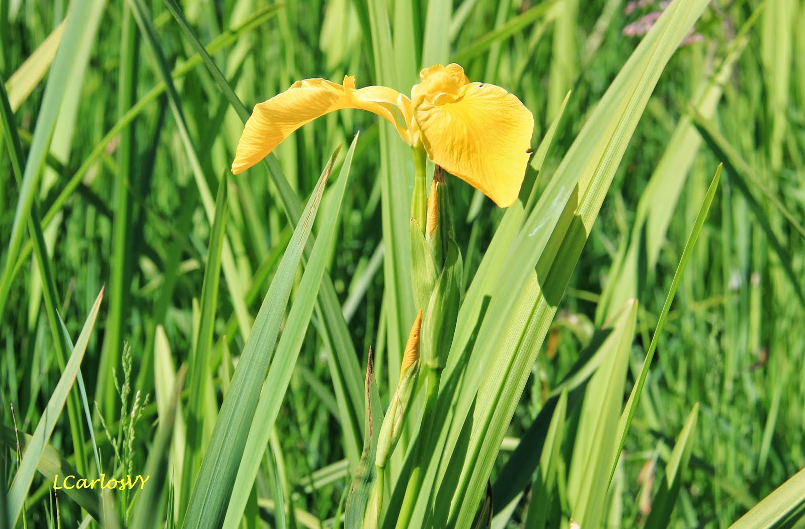 Plantas silvestres de Asturias: Lirio amarillo - Iris pseudacorus