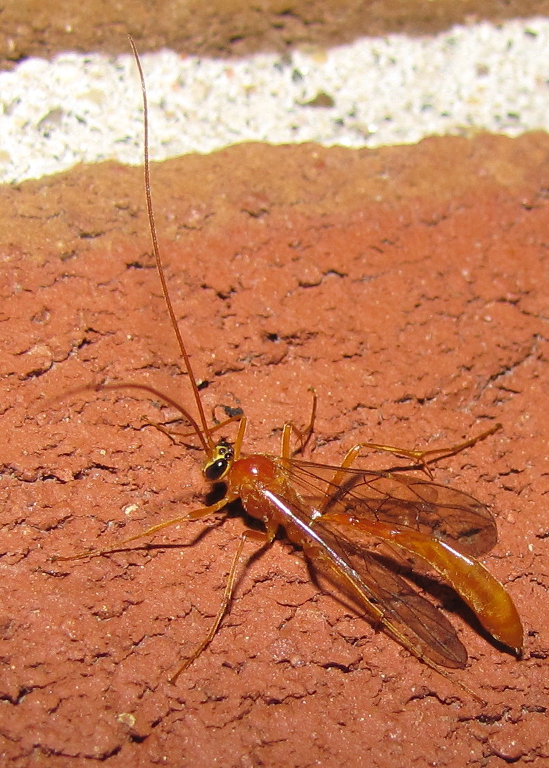 Bug Eric: Wasp Wednesday: Netelia