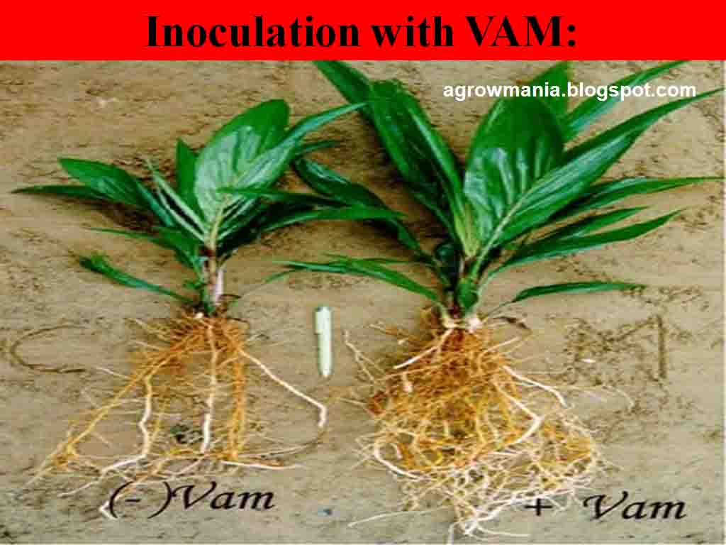 Agroforestry - A blog on Agrihortisilviculture: V.A.M