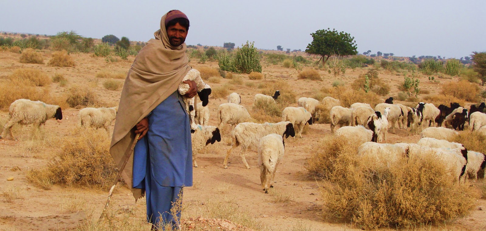 Lead, Kindly Light : The Good Shepherd