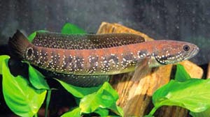 Mahamaya Hiko: Jenis jenis snakehead fish (Channidae family)