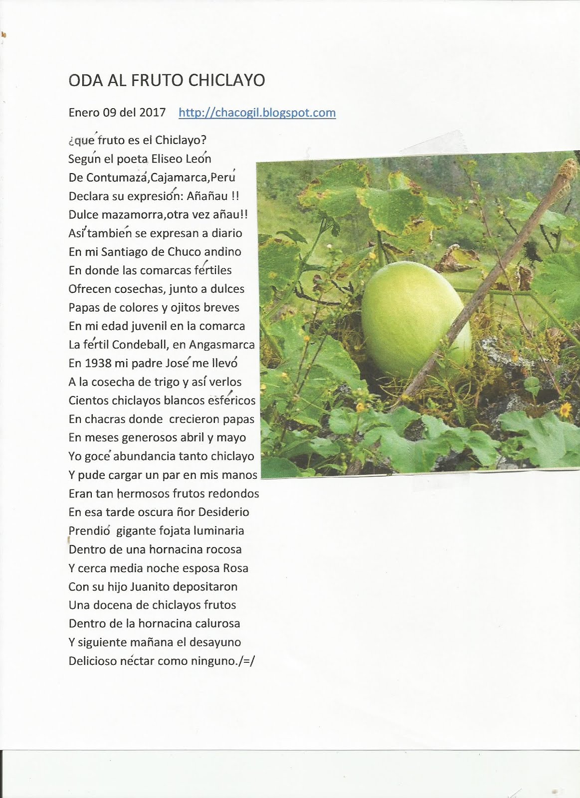 CHACO GIL: EL CHICLAYO ES FRUTO DE UNA PLANTA CUCURBITACEA Y SU TALLO ...