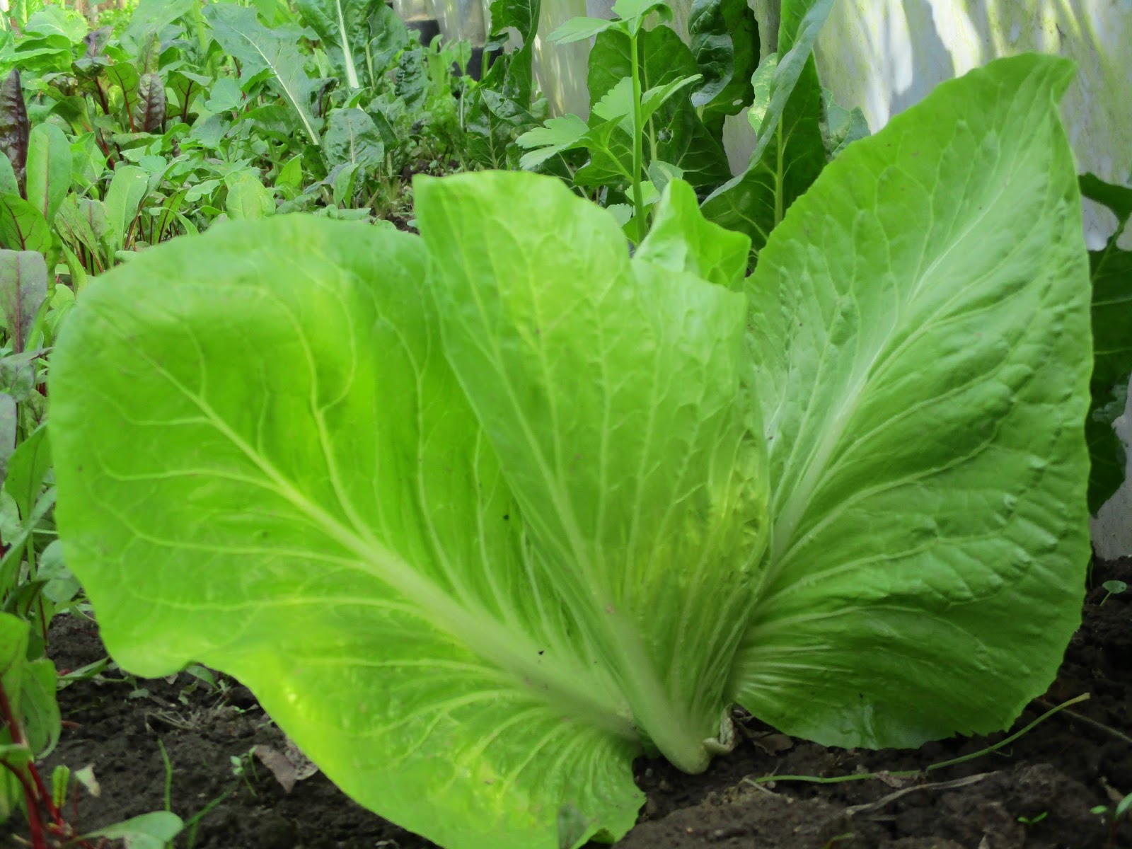 Terra e Sementes: Chicória