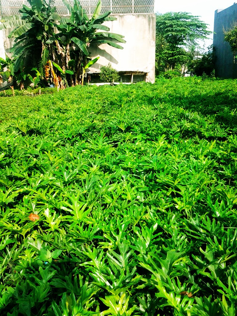 pillow dendron: pillow dendron