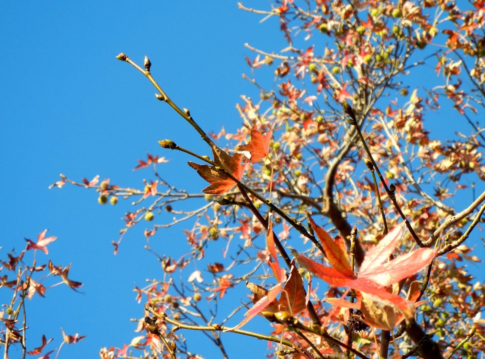 A photo, A thought............: Plant: Sweetgum tree across the seasons