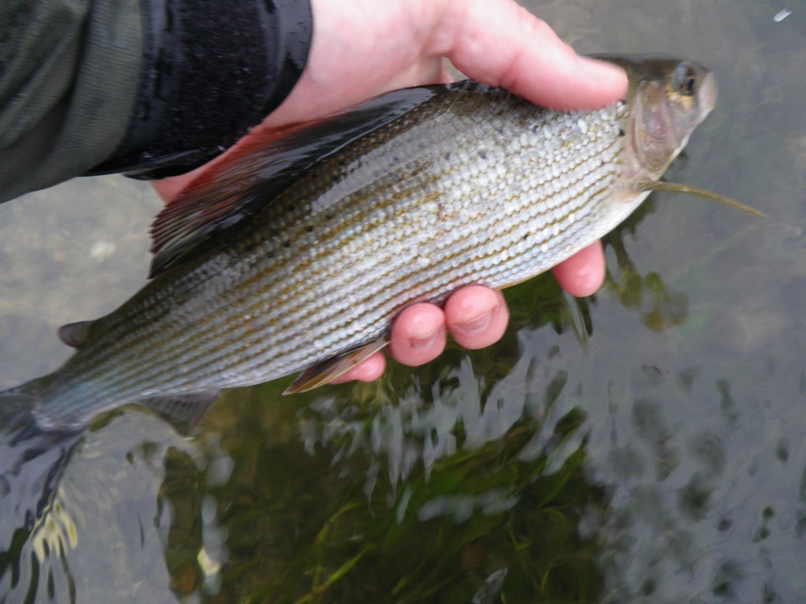 Fly Fishing and other adventures: The River Coln, Fairford in the Rain