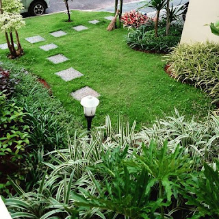 Cara Menanam Rumput Jepang Di Halaman Rumah - Bertani