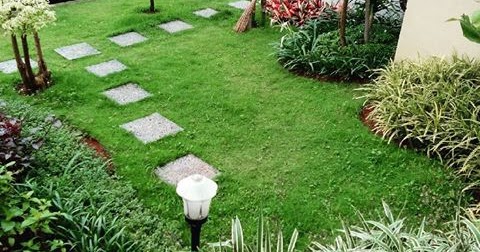 Cara Menanam Rumput Jepang Di Halaman Rumah - Bertani