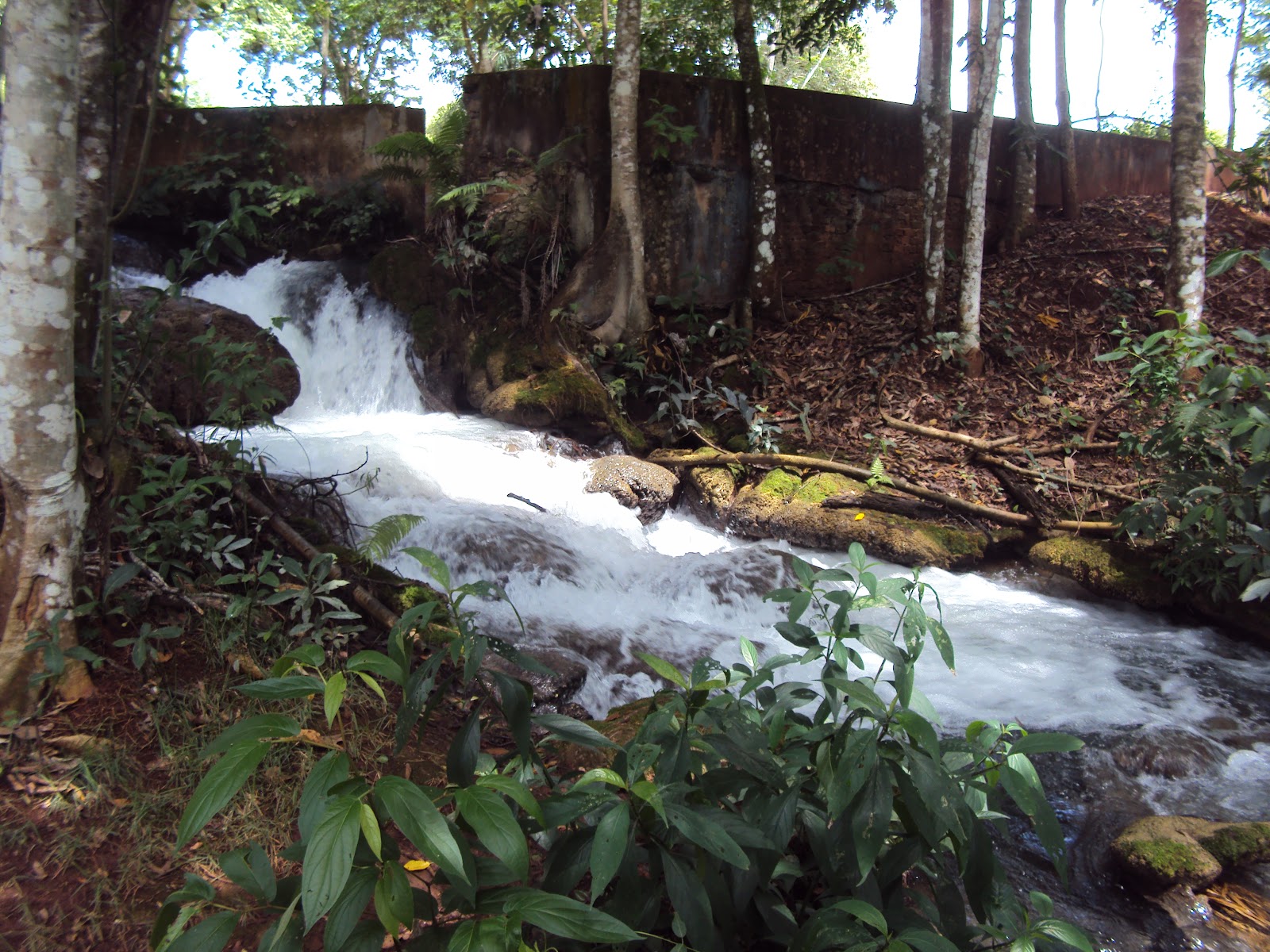 Toda beleza do Rio Formoso em Bonito | Viagem Simplesmente