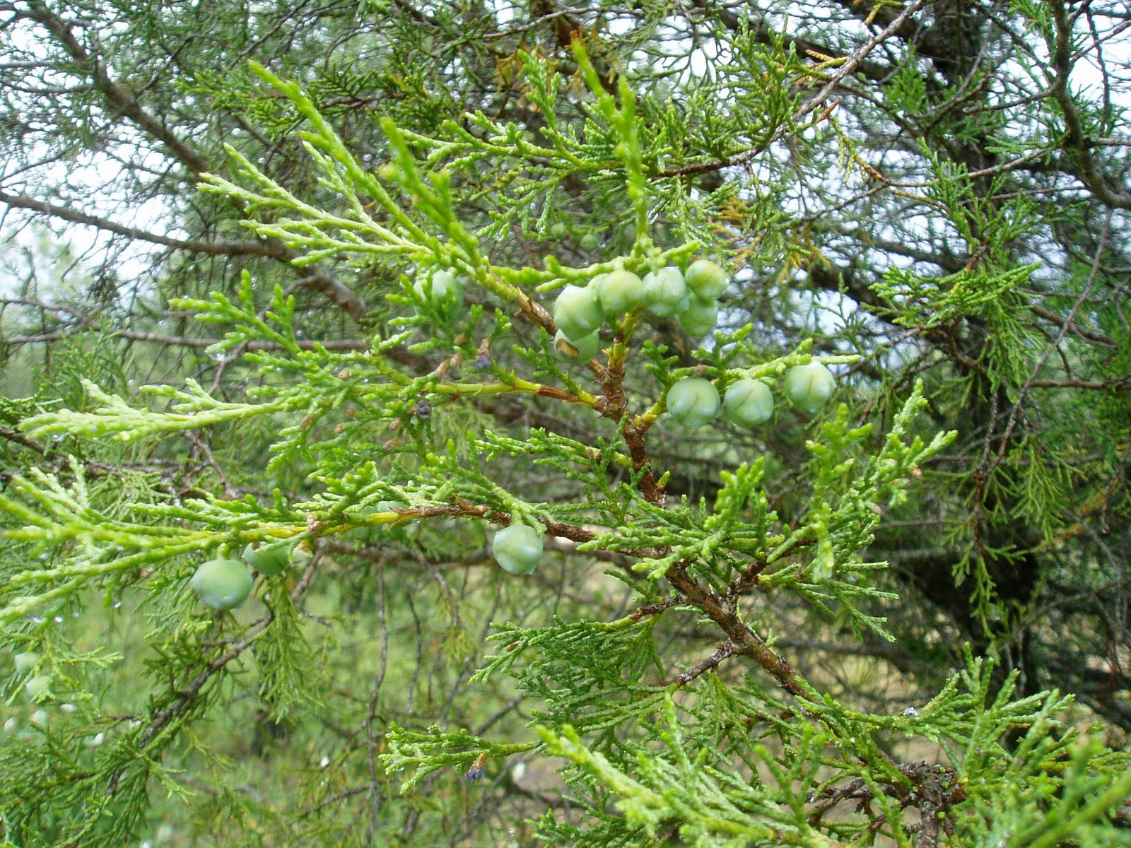 SABINA: Juniperus thurifera | Plantas rioMoros