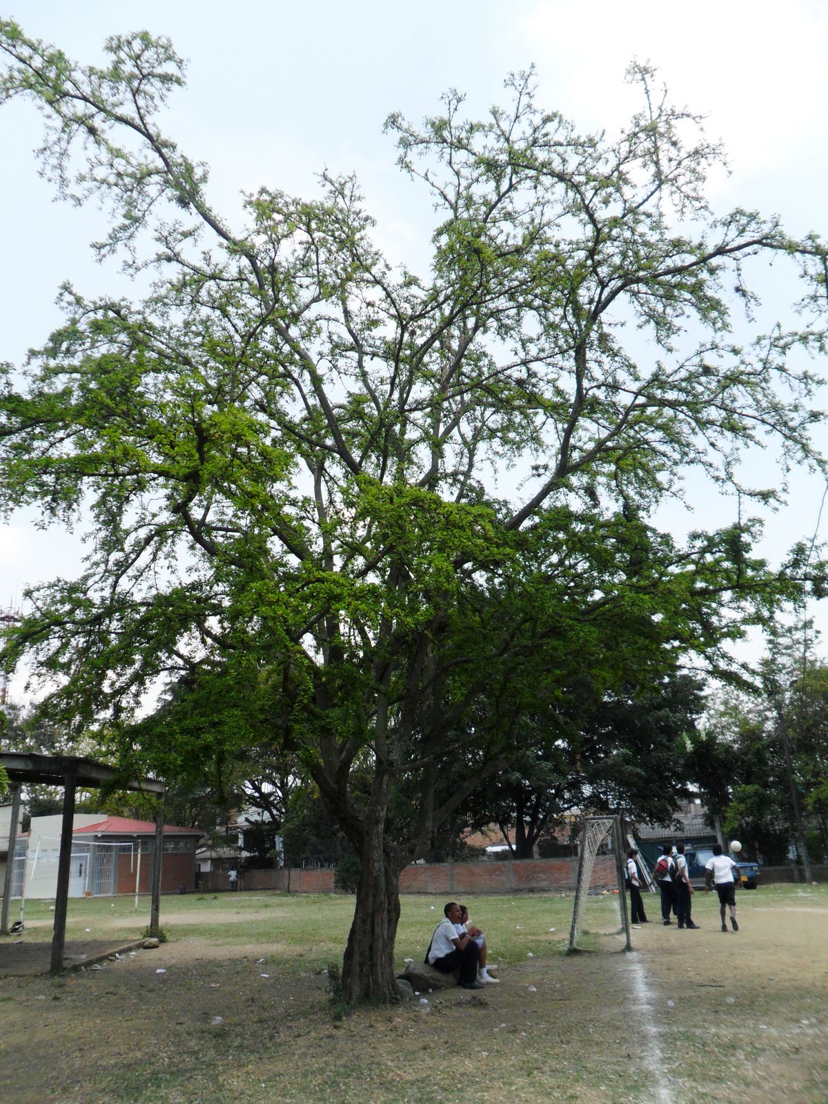Exploremos el mundo: El Chiminango