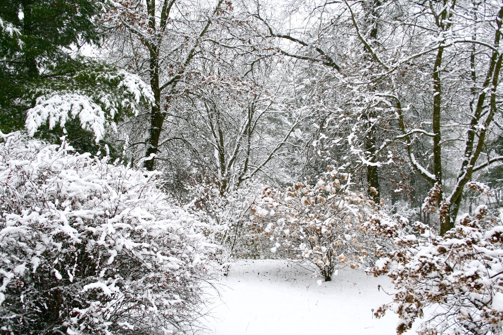 Amy's Creative Pursuits: The Garden In Fresh Fallen Snow