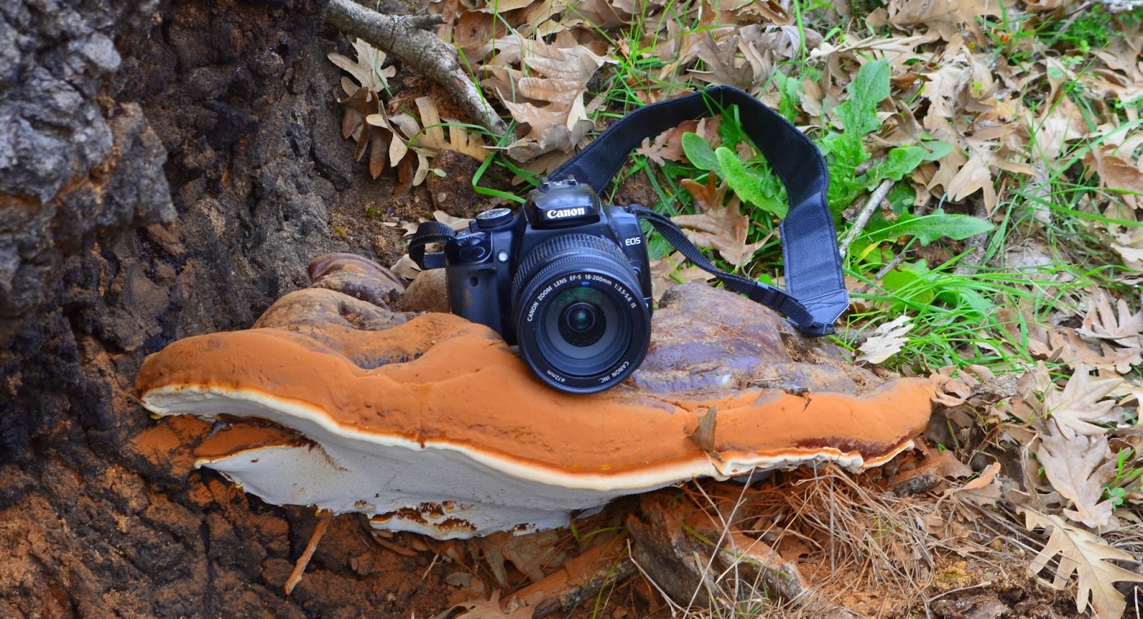 Setas Extremadura : Ganoderma Applanatum