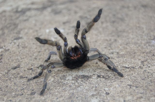 Cyberbones: The Last First Tooth and a Spider Too