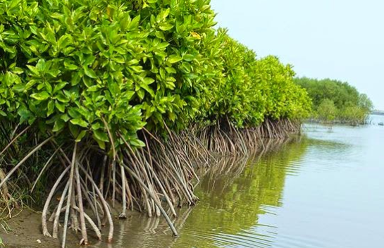 GEOGRAFI LINGKUNGAN: BAKAU : TANAMAN DI HUTAN MANGROVE PENCEGAH ABRASI