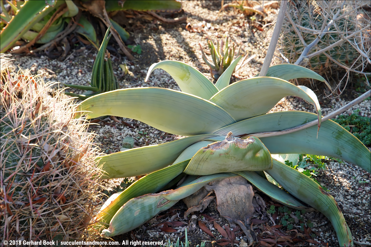 John Miller's Oakland aloe garden (Institute for Aloe Studies)