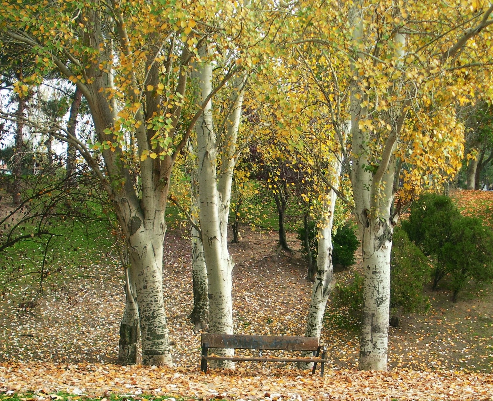 Diario AZprensa: ¡Cuidado con los abedules!