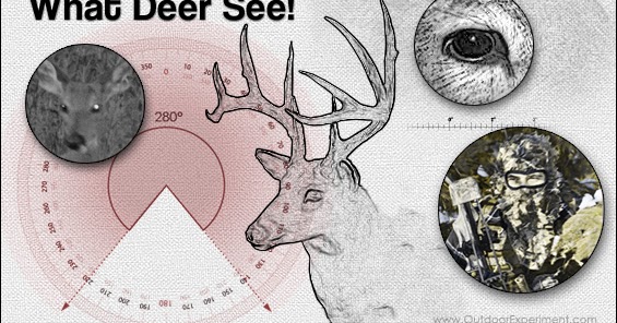 What Deer See - Whitetail vs. Hunter ~ OUTDOOR EXPERIMENT