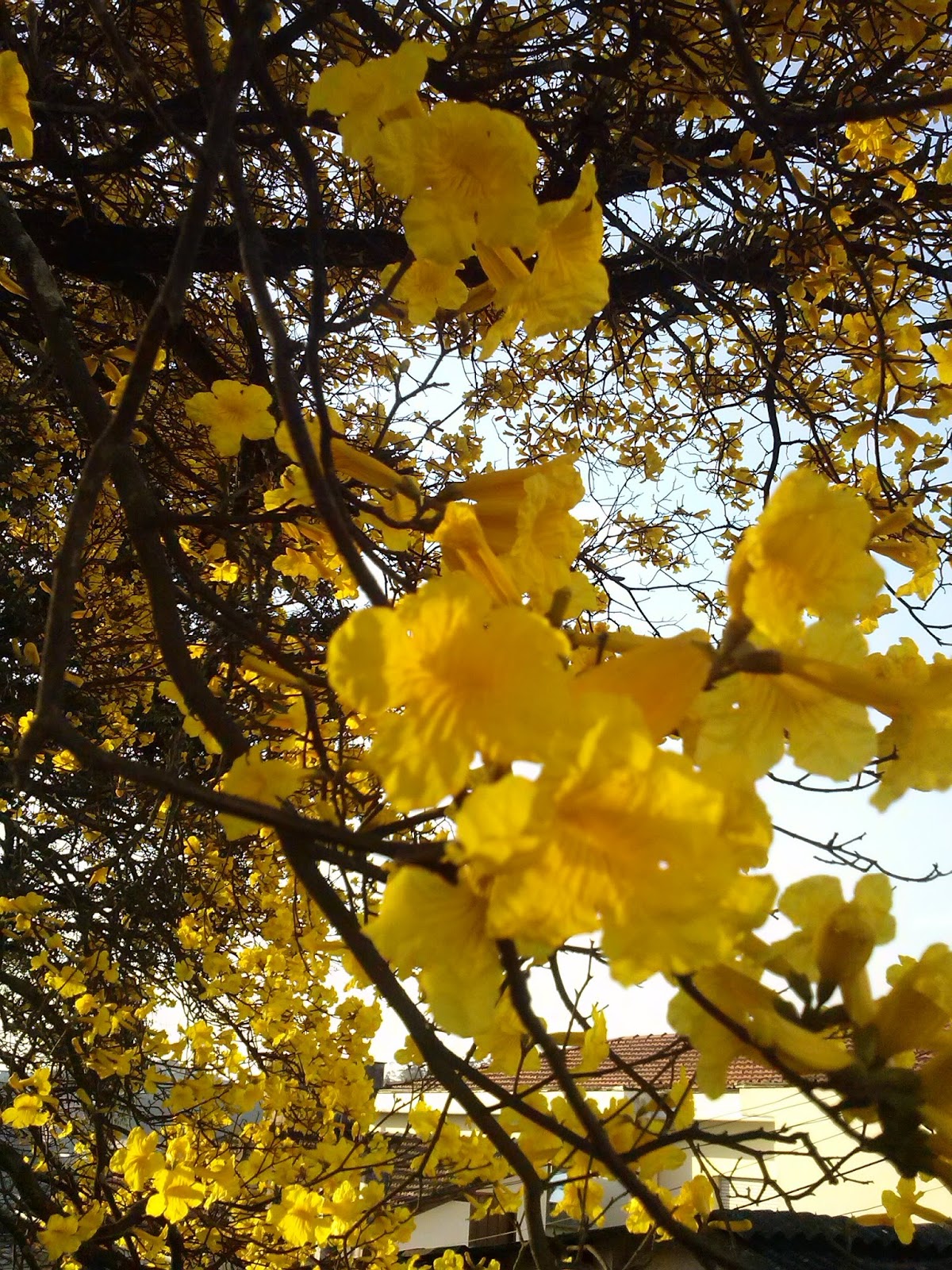 Smellbook: FLOR DE IPÊ-AMARELO, TEM CHEIRO? / YELLOW IPE FLOWER, SMELLS?