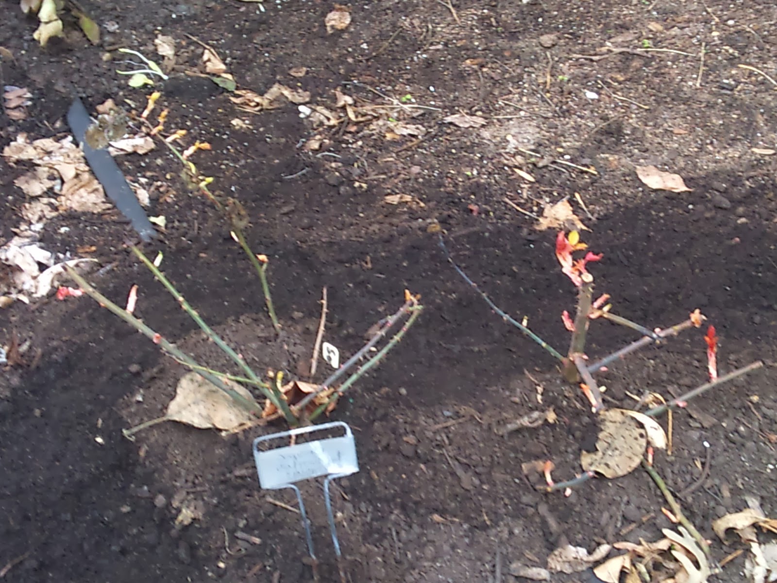 The Minnesota Rose Gardener: Winter-Protecting Roses with Construction ...