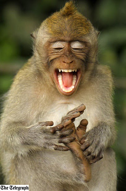 Curiosidades Do Brasil E Do Mundo Macaco Se Diverte Fazendo Cócegas Nos Próprios Pés