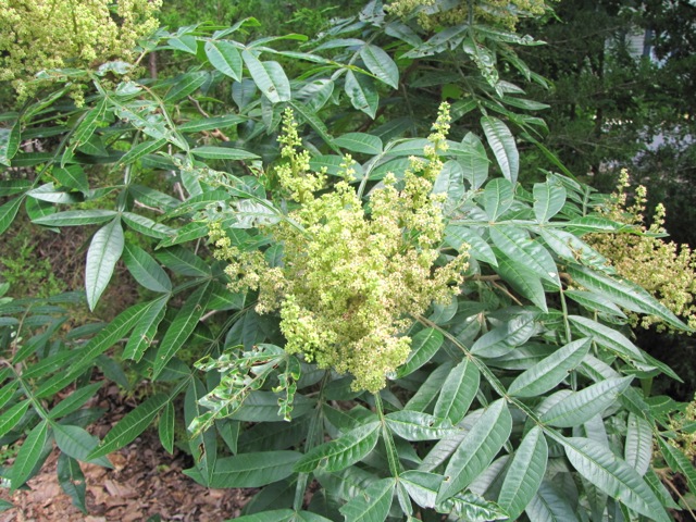 The Nature In Us: Winged Sumac (Rhus copallina) for Wildlife