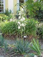 Yuca Cóncava (yucca filamentosa) - Frutas del mundo