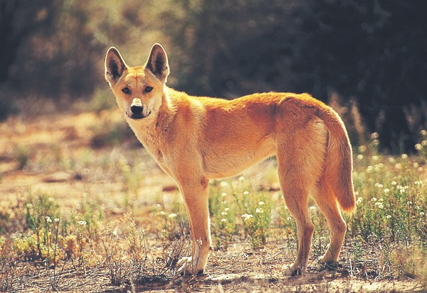 Southeast Asian and Polynesian Wolf: The Colonizing of regions across ...